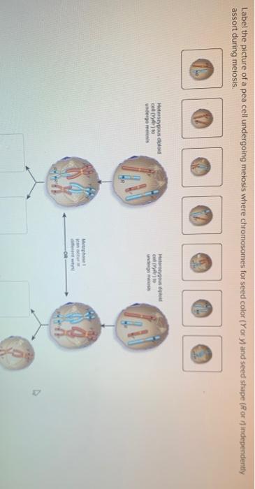 Solved Label the picture of a pea cell undergoing meiosis | Chegg.com