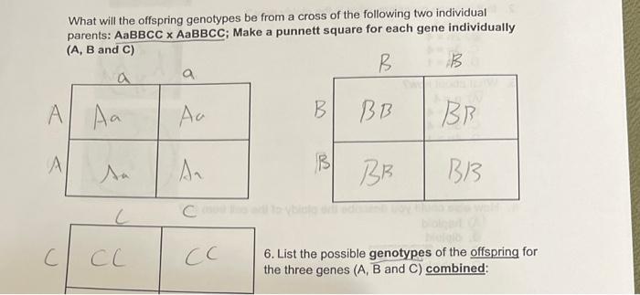 Solved 9. What are the offspring genotypes? If the parent is | Chegg.com