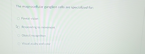 Solved The magnocellular ganglion cells are specialized | Chegg.com