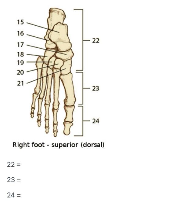 Solved 15 16 22 17 18 19 20 21 23 24 Right foot - superior | Chegg.com