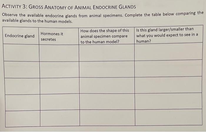 Solved ACTIVITY 3: GROSS ANATOMY OF ANIMAL ENDOCRINE GLANDS | Chegg.com
