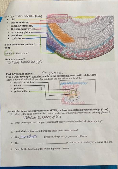 Solved • pith . In the figure below, label the: (Apts) • one | Chegg.com