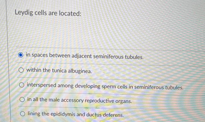Solved Leydig cells are located: in spaces between adjacent | Chegg.com