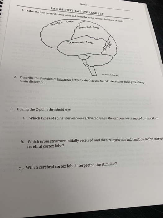 Solved LAB #4 POST-LAB WORKSHEET 1. Label the four cerebral | Chegg.com