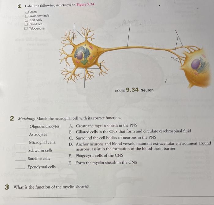 Solved 1 Label the following structures on Figure 9.34. Axon | Chegg.com
