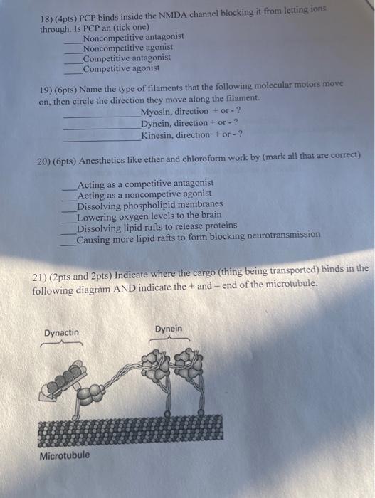 Solved 18) (4pts) PCP binds inside the NMDA channel blocking | Chegg.com