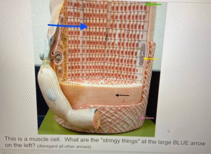 Solved This is a muscle cell. What are the "stringy things" | Chegg.com
