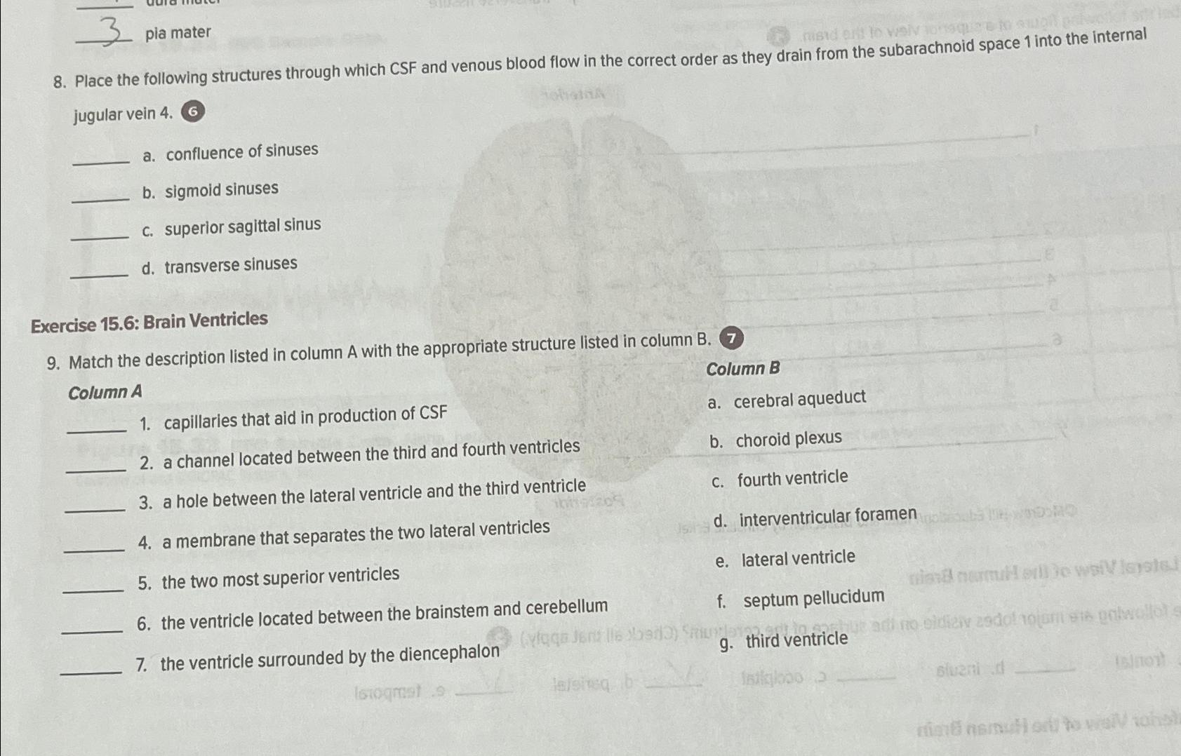 Solved pia mater8. ﻿Place the following structures through | Chegg.com