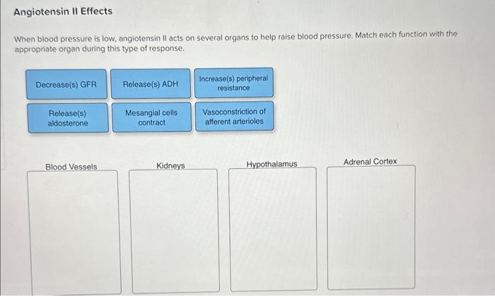 Solved Angiotensin II Effects When blood pressure is low, | Chegg.com