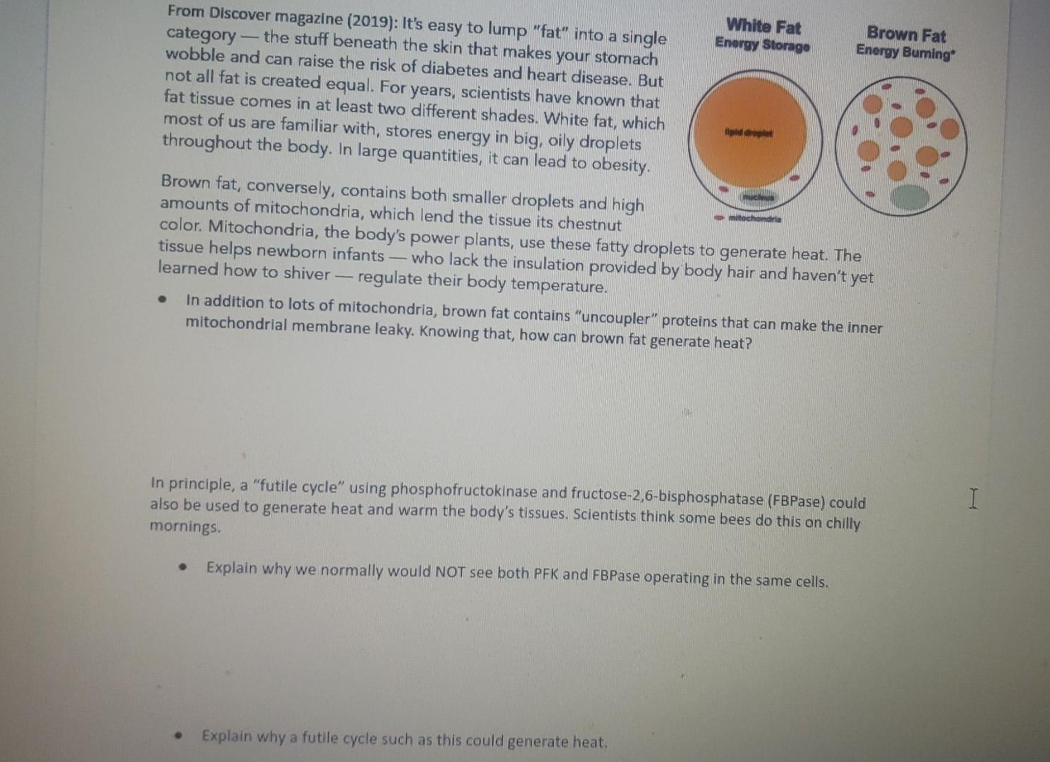 Solved White Fat Energy Storage Brown Fat Energy Burning | Chegg.com