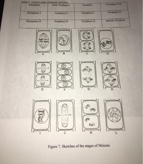 Solved Table 2. Correct order of meiosis sketches Interphase | Chegg.com