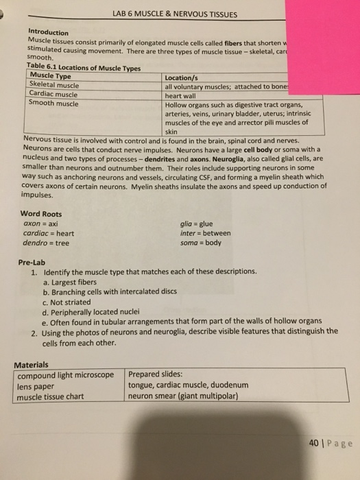 Solved LAB 6 MUSCLE & NERVOUS TISSUES Introduction Muscle | Chegg.com