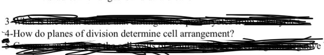 Solved 3=-4-How do planes of division determine cell | Chegg.com