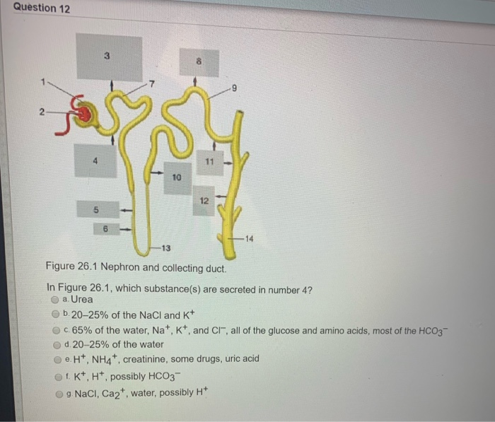 Solved Question 9 Figure 26.1 Nephron and collecting duct In | Chegg.com