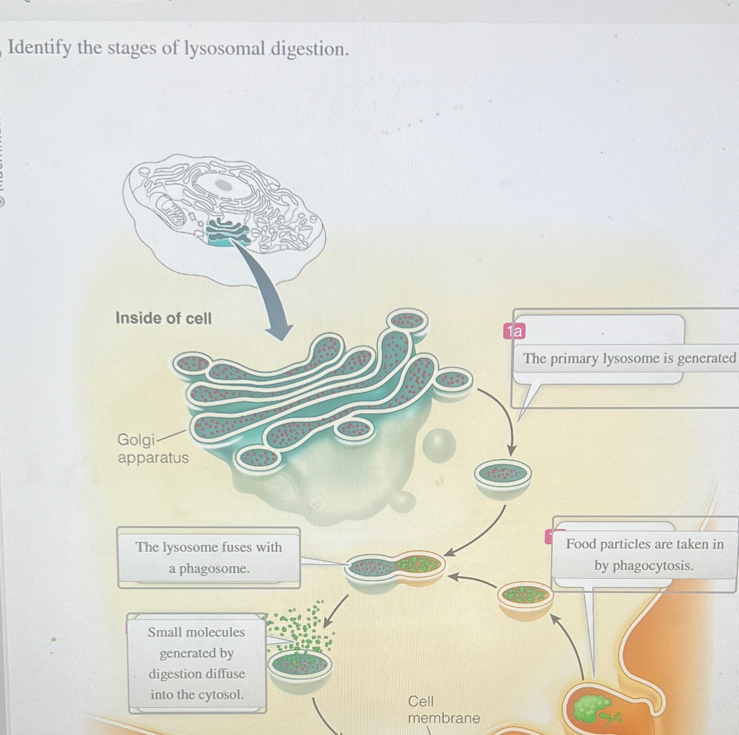 Solved Identify the stages of lysosomal digestion.Inside of | Chegg.com