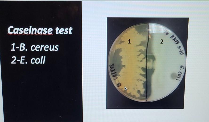 Solved Starch Agar-Looking at the results presentation | Chegg.com