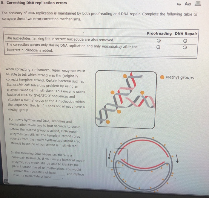 Solved: Aa Aa 5. Correcting DNA Replication Errors The Acc... | Chegg.com