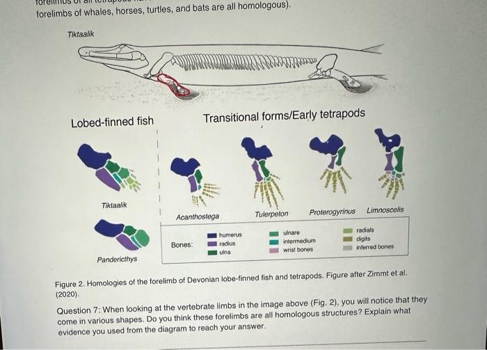 Solved forelimbs of whales, horses, turtles, and bats are | Chegg.com