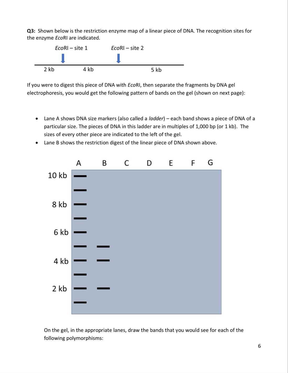 Solved Q3: Shown below is the restriction enzyme map of a | Chegg.com