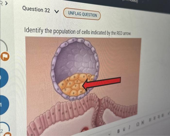 Solved Identify the population of cells indicated by the RED | Chegg.com