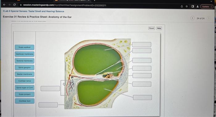 Solved ¿Lab 9 Sipecial Senses: Taste/ Senell and Hearing/ | Chegg.com