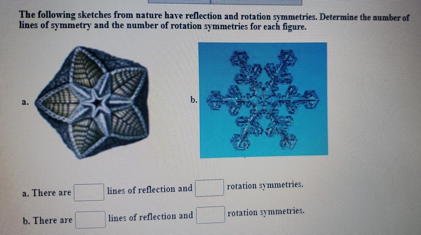 Solved The Following Sketches From Nature Have Reflection
