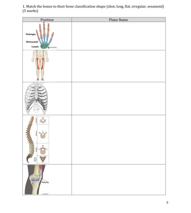Solved 1. Match the bones to their bone classification shape | Chegg.com