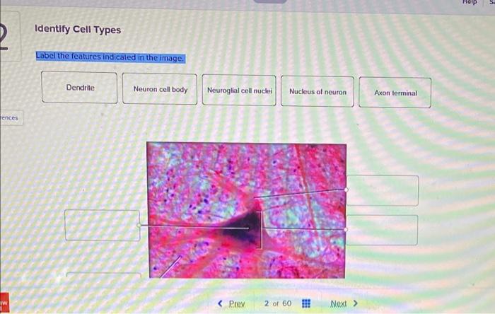 Identify Cell Types | Chegg.com