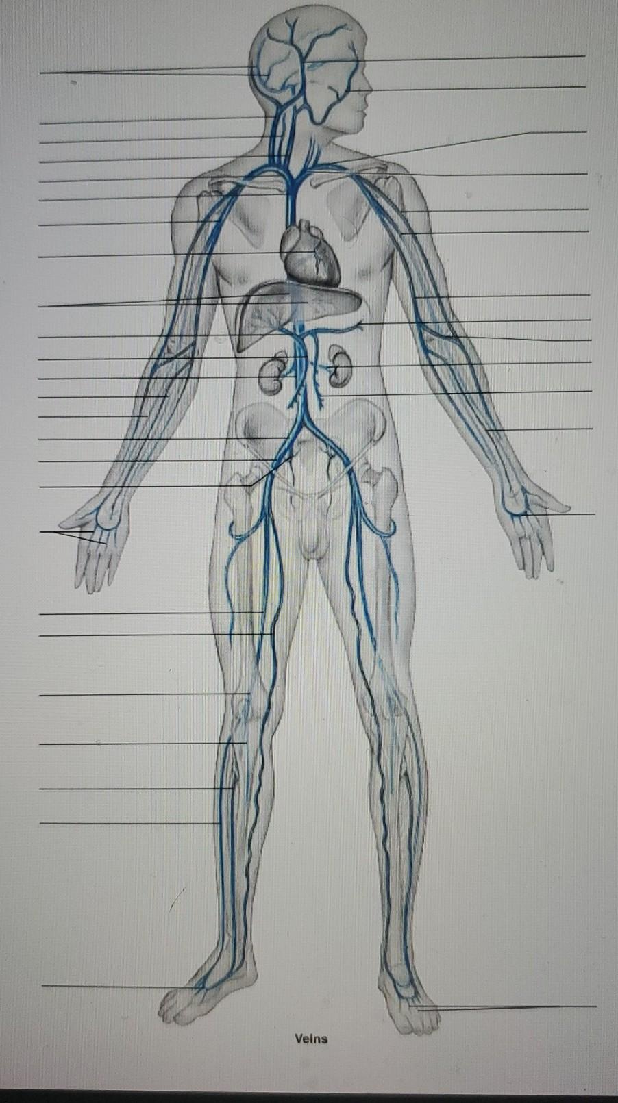 Solved Velns | Chegg.com