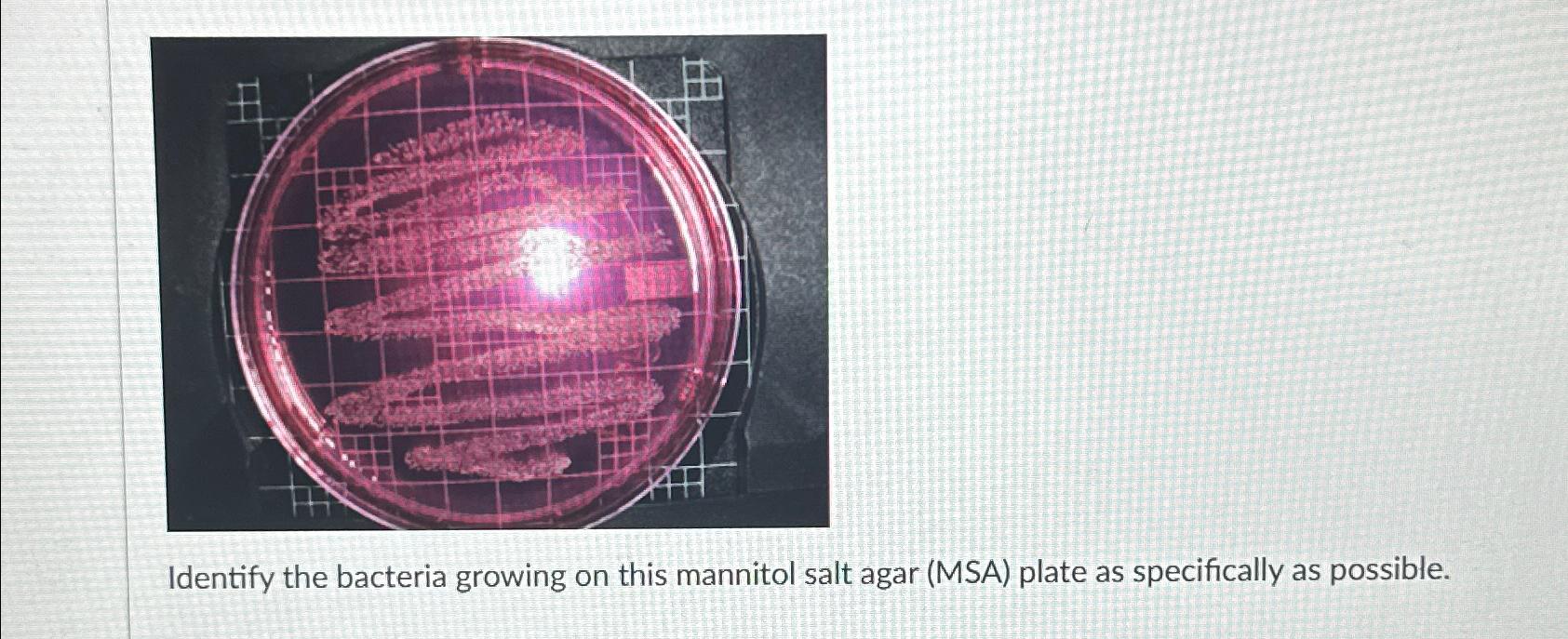 Solved Identify the bacteria growing on this mannitol salt | Chegg.com