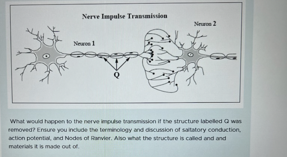 Solved What would happen to the nerve impulse transmission | Chegg.com