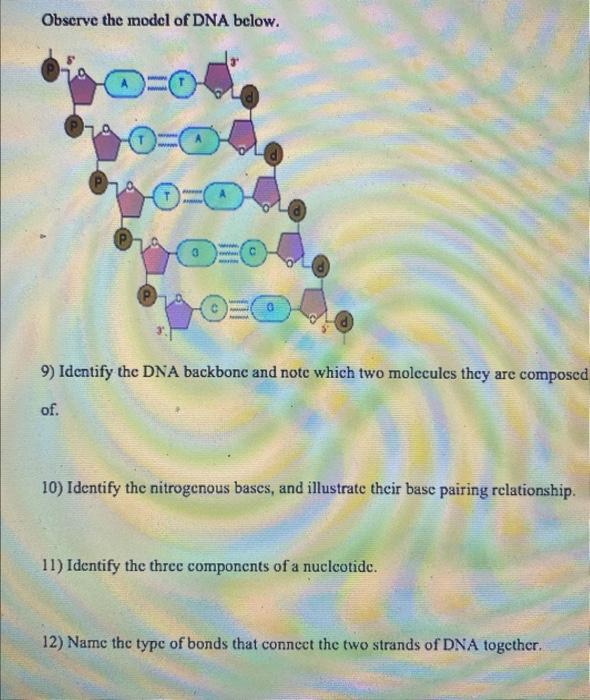 Solved Observe the model of DNA below. 9) Identify the DNA | Chegg.com