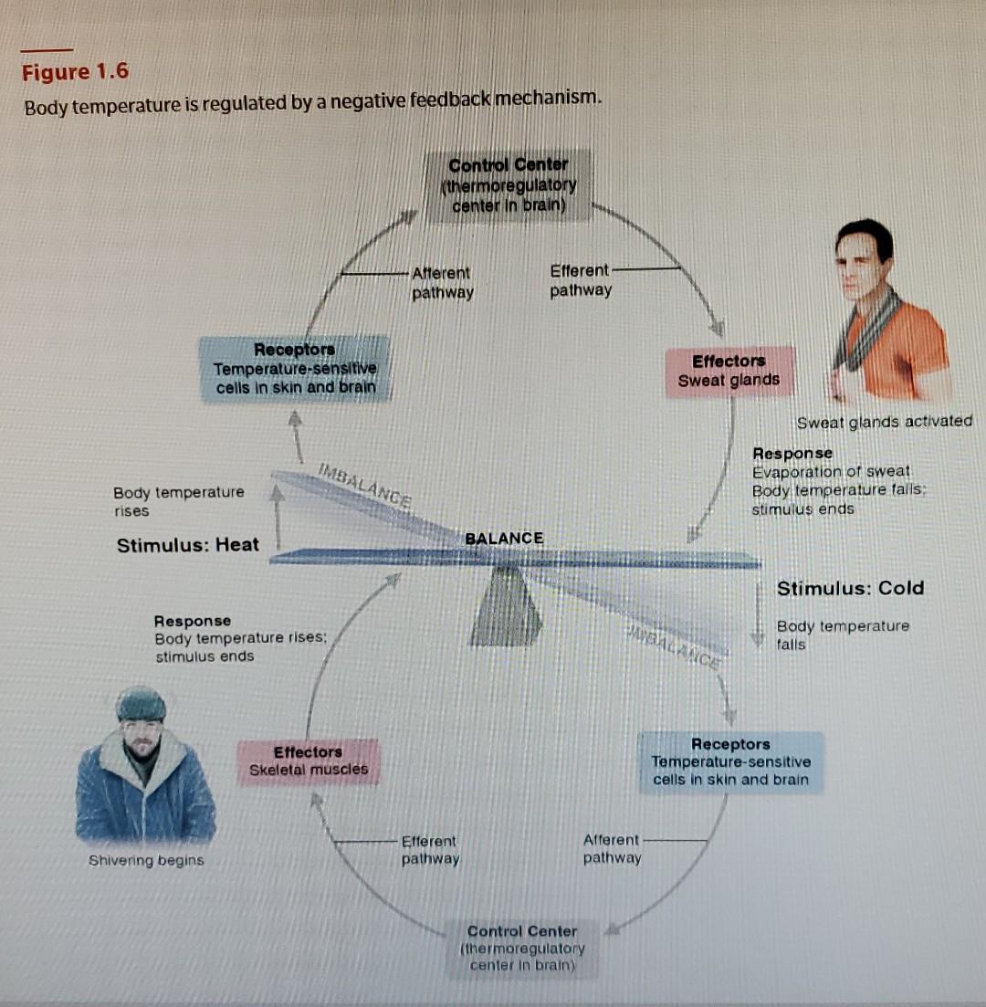 Solved Figure 1.1 gives one nice example of the | Chegg.com