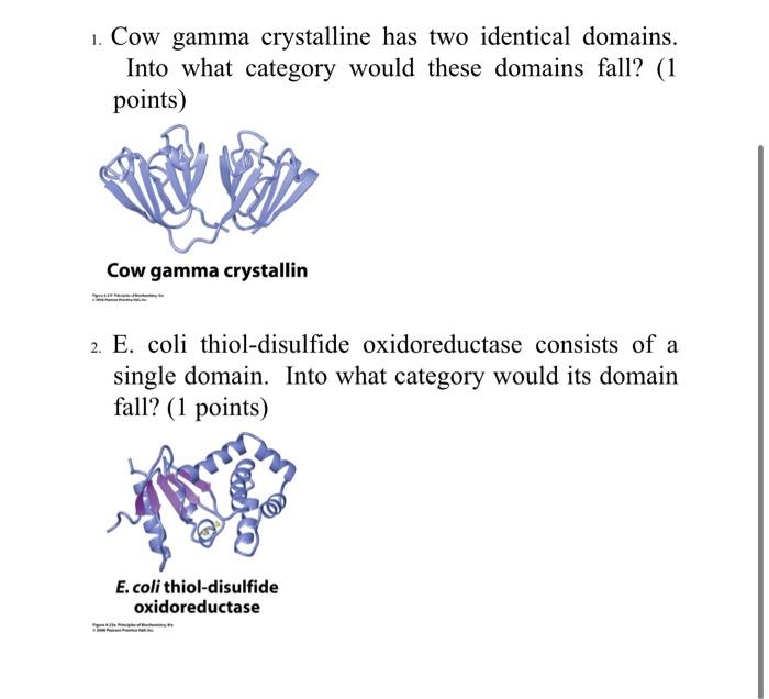 Solved 1. Cow gamma crystalline has two identical domains. | Chegg.com