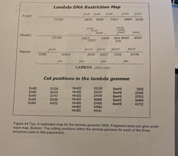 Solved Lambda DNA - HindIII digestion / Lambda DNA - BamHI | Chegg.com