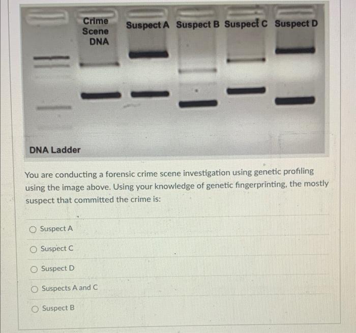Solved You are conducting a forensic crime scene | Chegg.com