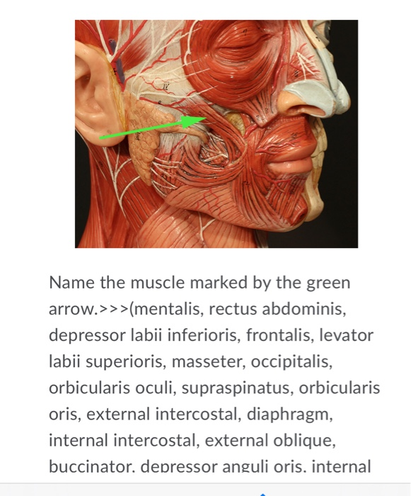 Solved Name the muscle marked by the green | Chegg.com