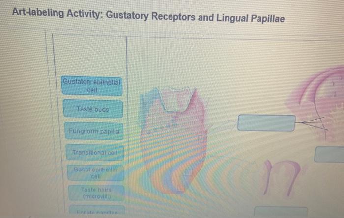 Solved Art-labeling Activity: Gustatory Receptors and | Chegg.com