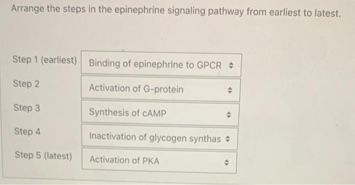Solved Arrange the steps in the epinephrine signaling | Chegg.com