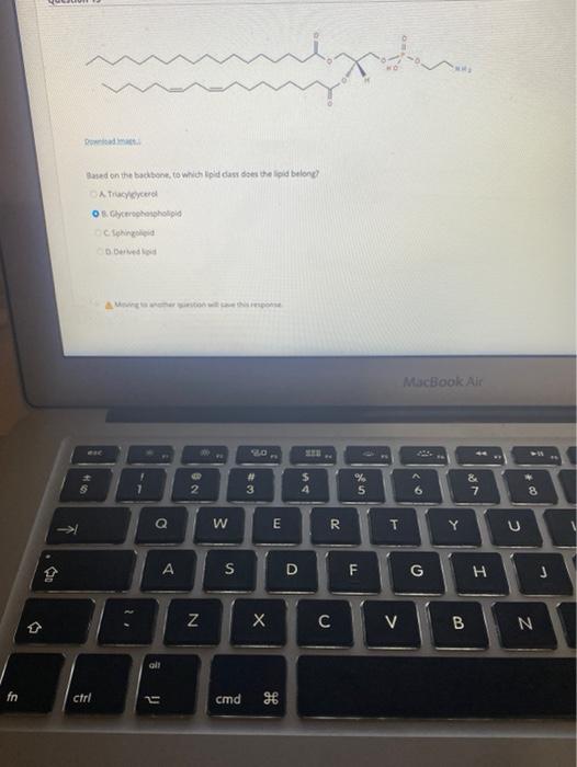 Solved Based on the backbone to which I can do the fold | Chegg.com