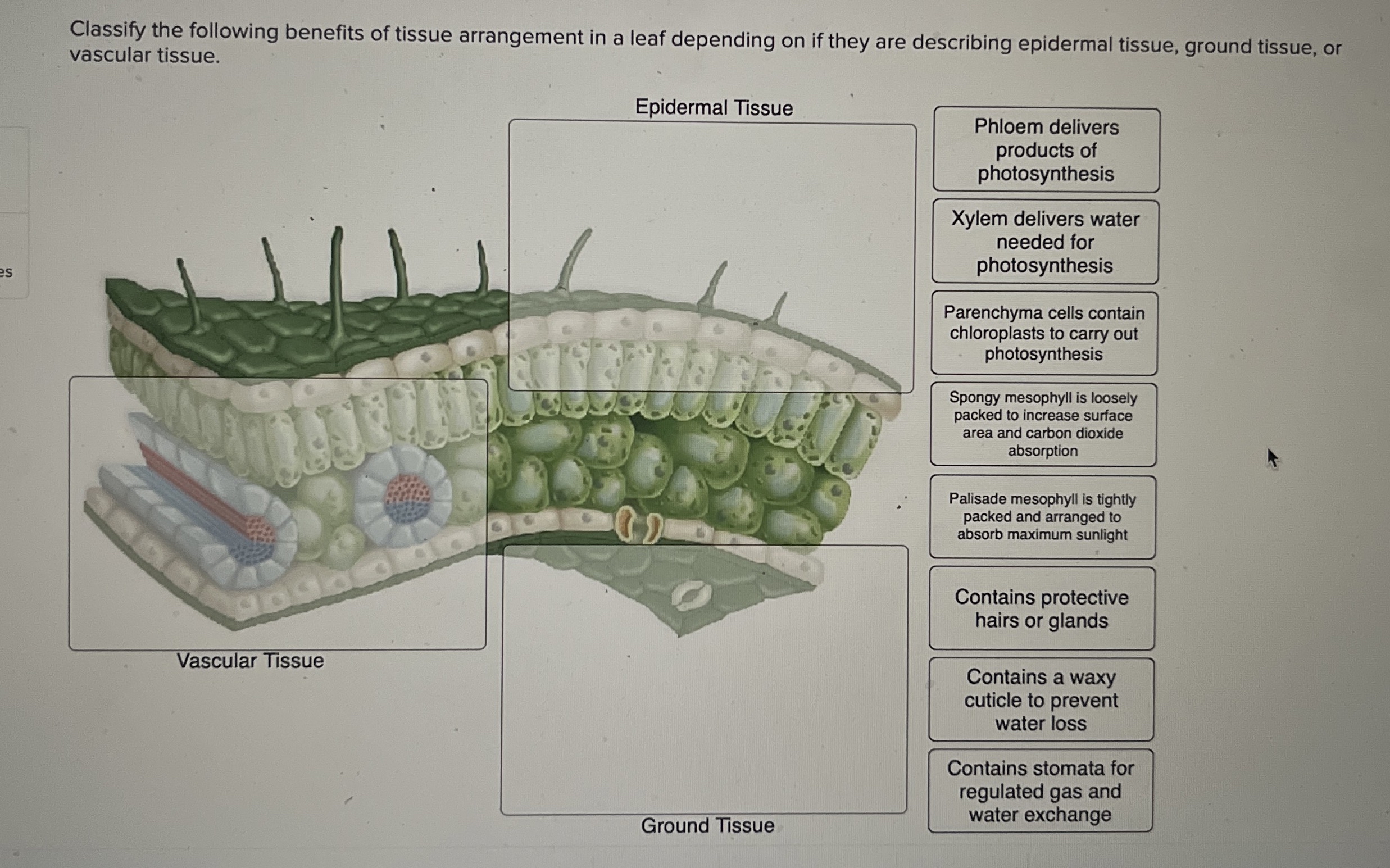 Solved Classify the following benefits of tissue arrangement | Chegg.com