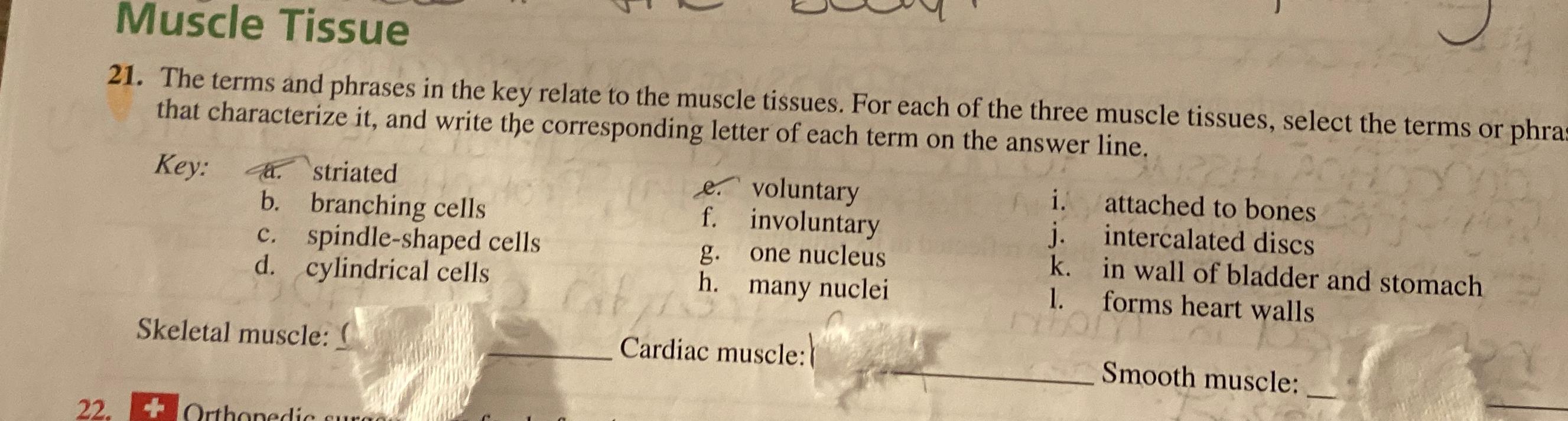 Solved Muscle Tissue21. ﻿The terms and phrases in the key | Chegg.com