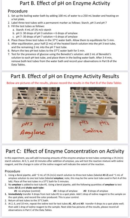 Solved Amylase is an enzyme present in saliva, and the | Chegg.com