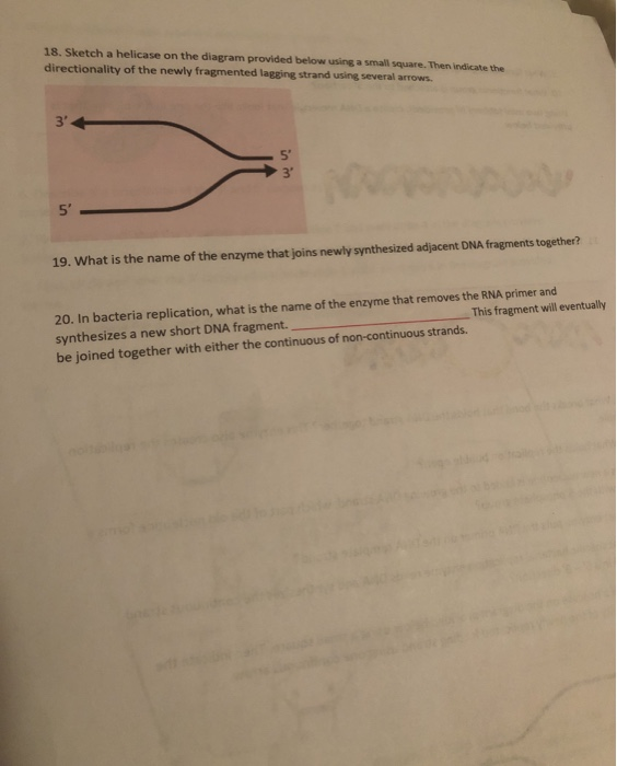 Solved 18. Sketch a helicase on the diagram provided below | Chegg.com