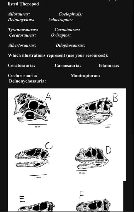 listed Theropod Allosaurus: Deinonychus: | Chegg.com