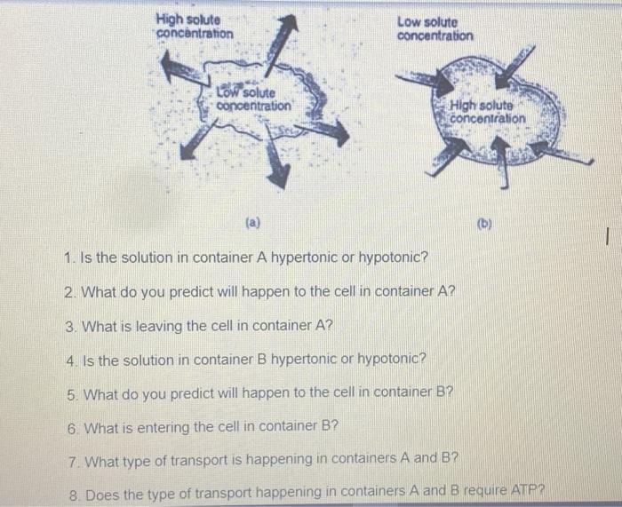 Solved High solute "concentration Low solute concentration | Chegg.com