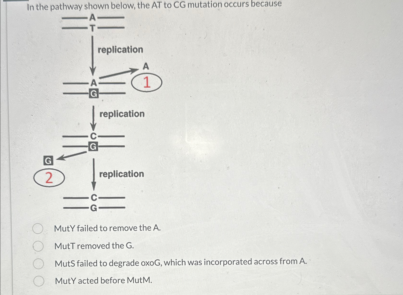 Solved In the pathway shown below, the AT to CG mutation | Chegg.com
