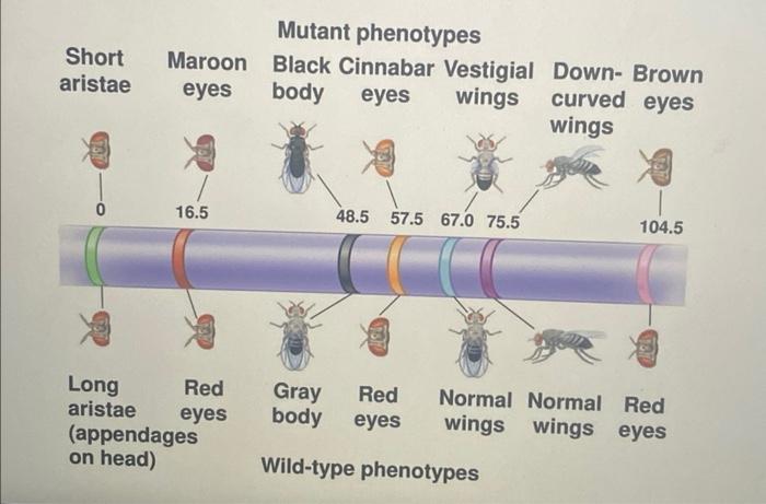 Mutant phenotypes Based upon the figure above, | Chegg.com