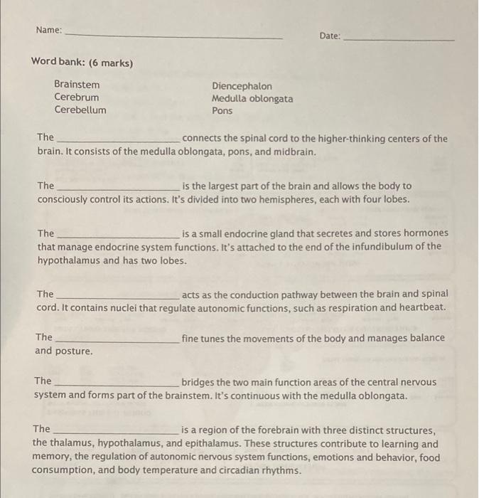 Solved The connects the spinal cord to the higher-thinking | Chegg.com