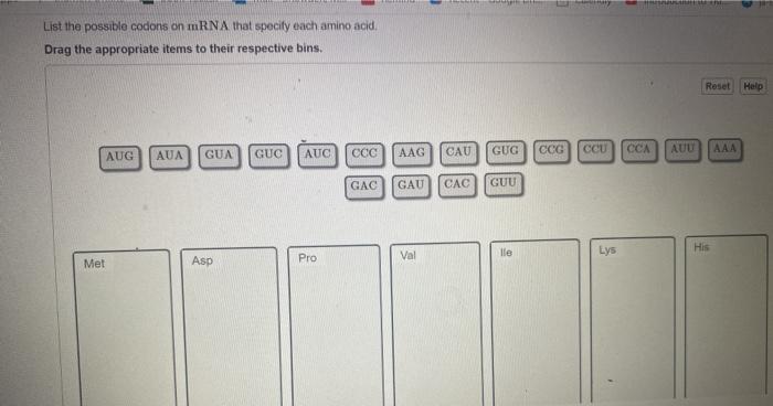Solved nh List the possible codons on mRNA that specity each | Chegg.com